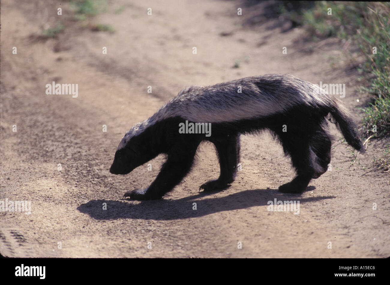 Millivora hi-res stock photography and images - Alamy