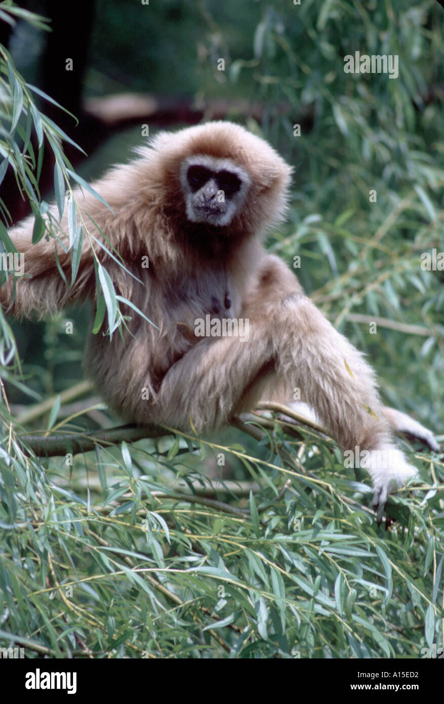 MAMMAL MONKEY BIGGON WHITE HANDED Stock Photo - Alamy