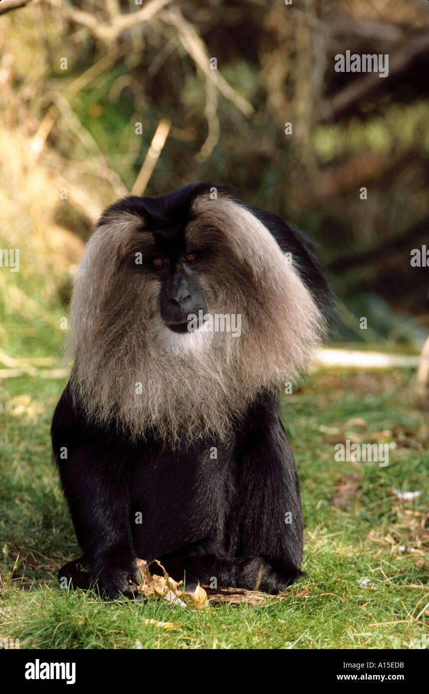 mammal monkey macaque lion tailed macaca silenus Stock Photo - Alamy