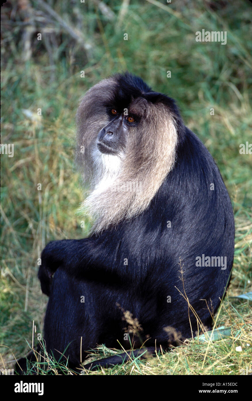 mammal monkey macaque lion tailed macaca silenus Stock Photo - Alamy