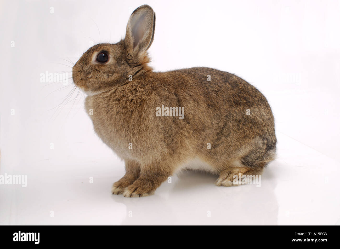 Rabbit Profile