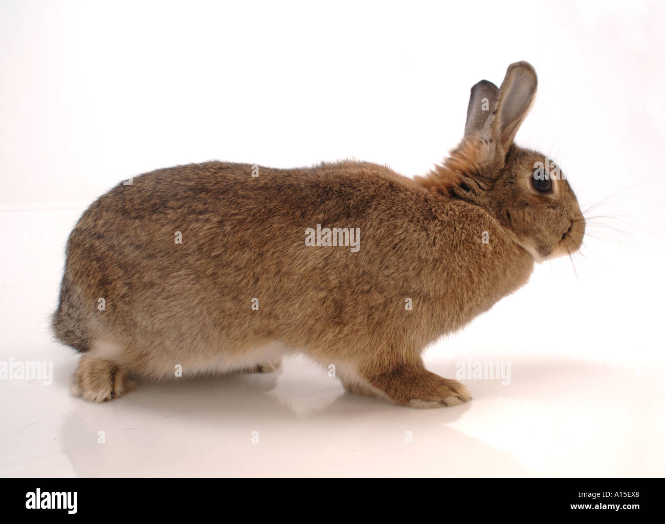 Portrait of a bunny rabbit in profile Stock Photo - Alamy