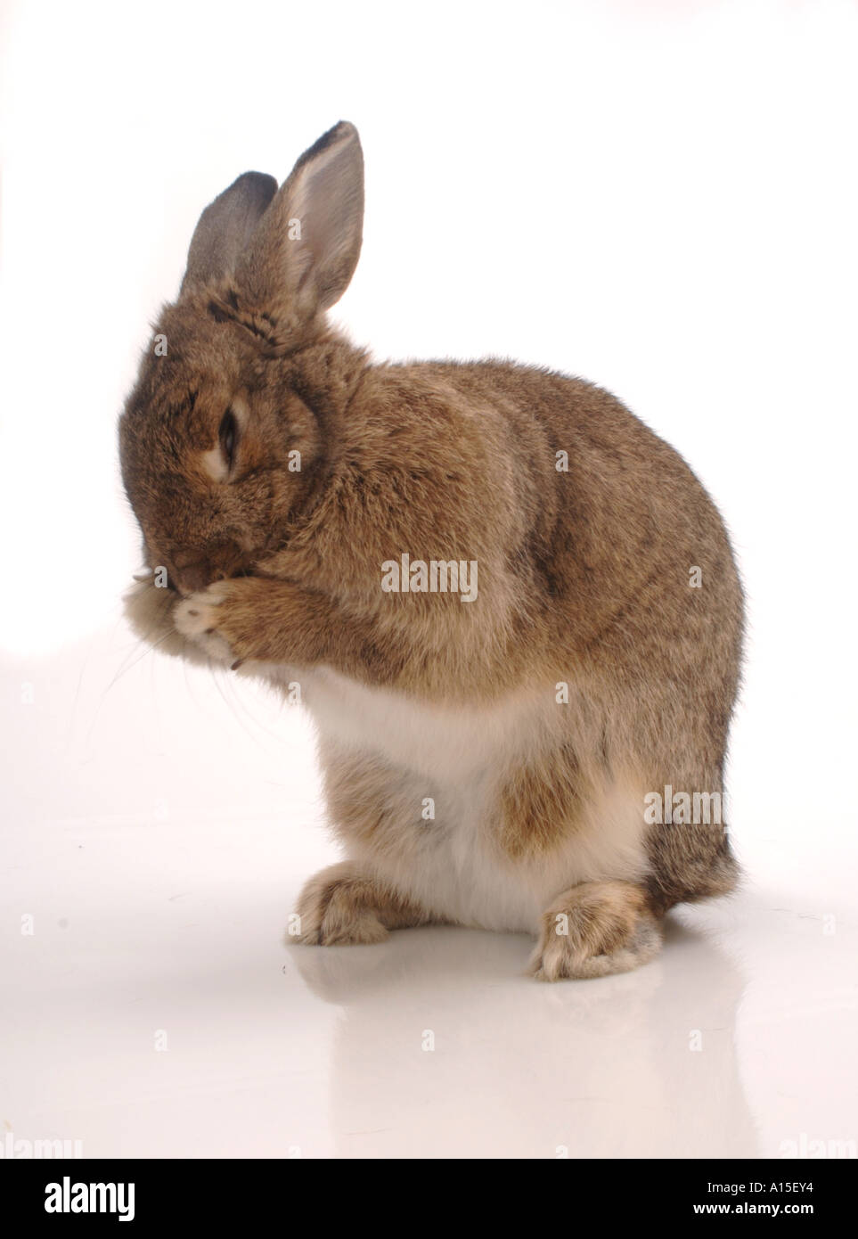 Portrait of a bunny rabbit standing on its rear legs and washing its ...