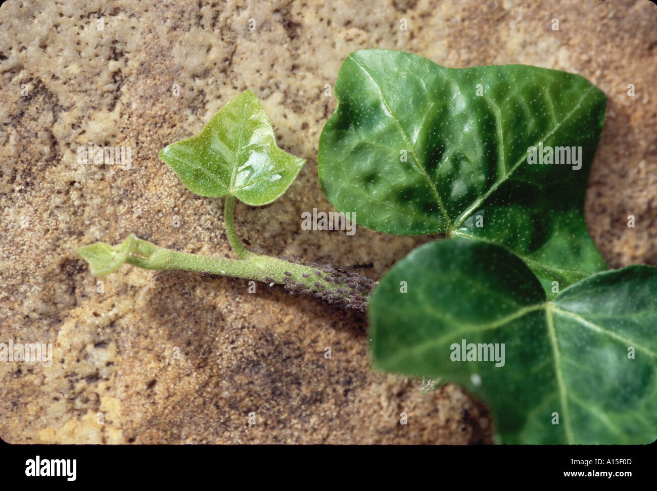 INSECT APHIDS ON IVY VINE Stock Photo - Alamy
