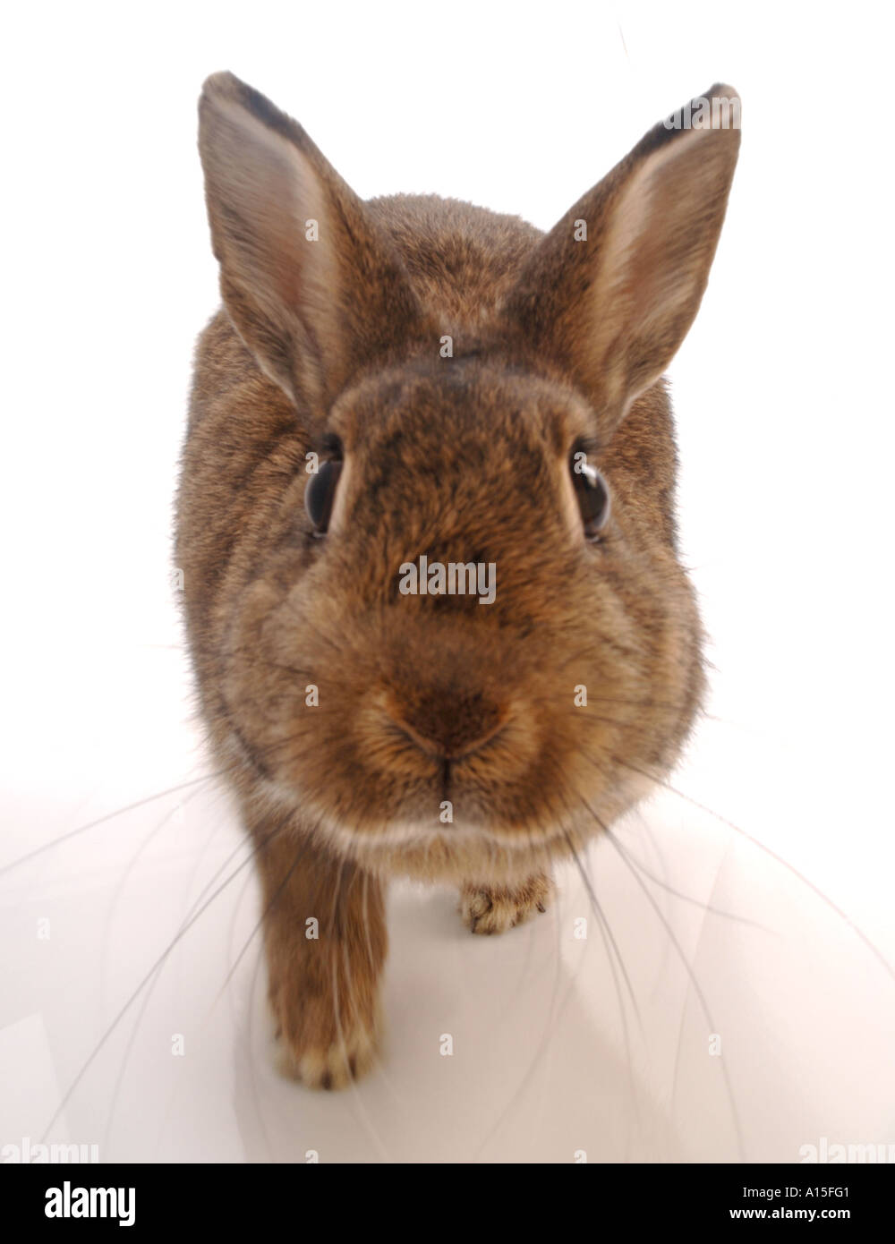 Eye padding hi-res stock photography and images - Alamy