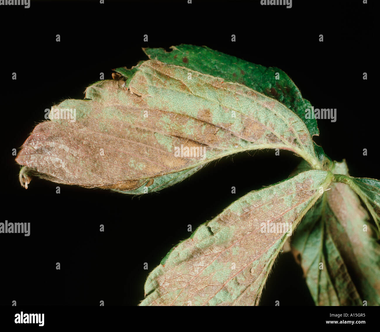 Powdery mildew Sphaerotheca macularis cupped and infected strawberry ...