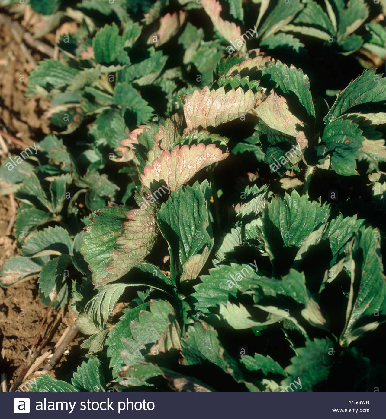 Sphaerotheca Stock Photos & Sphaerotheca Stock Images - Alamy