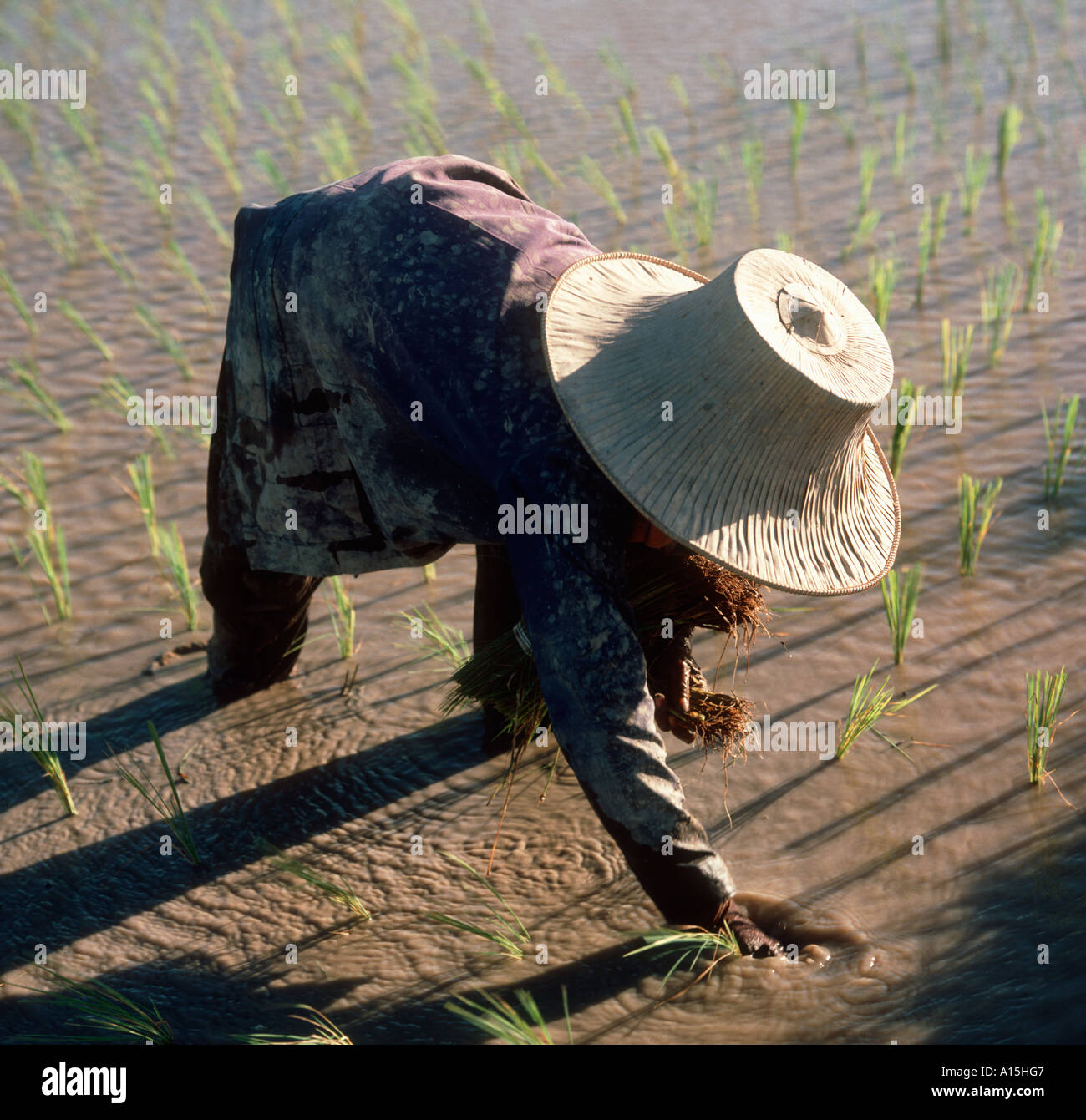 Girl transplanting rice seedlings into paddy water Thailand Stock Photo ...