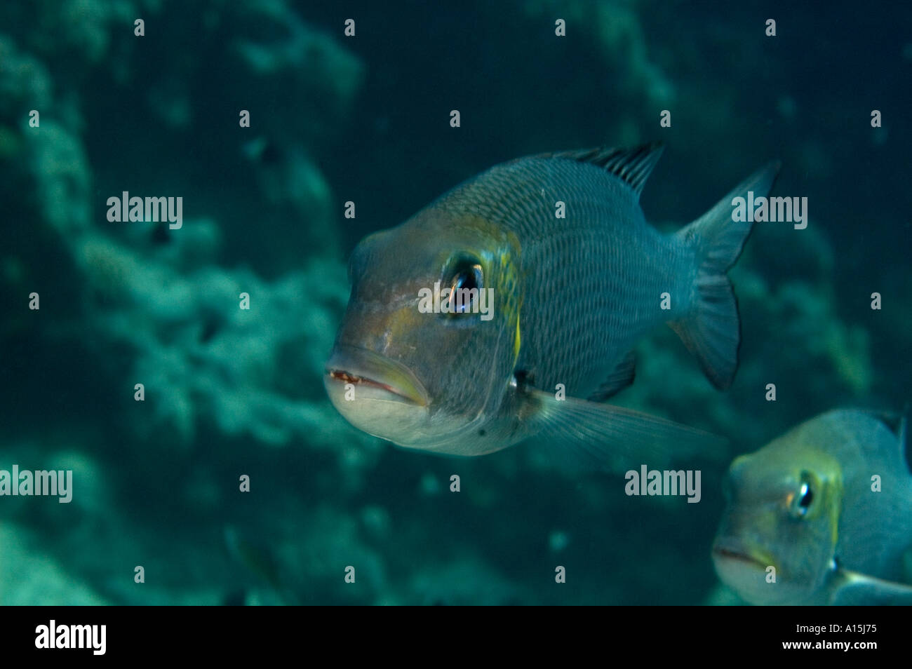 Big Eye Emperor Fish monotaxis grandoculis Stock Photo - Alamy