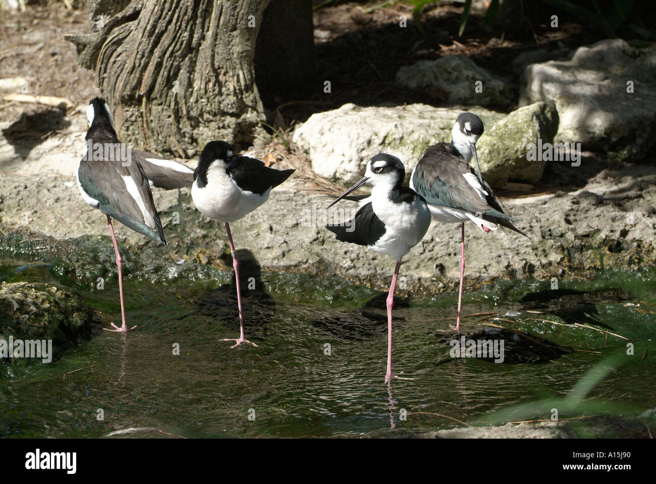Florida Water Bird Stock Photo - Alamy
