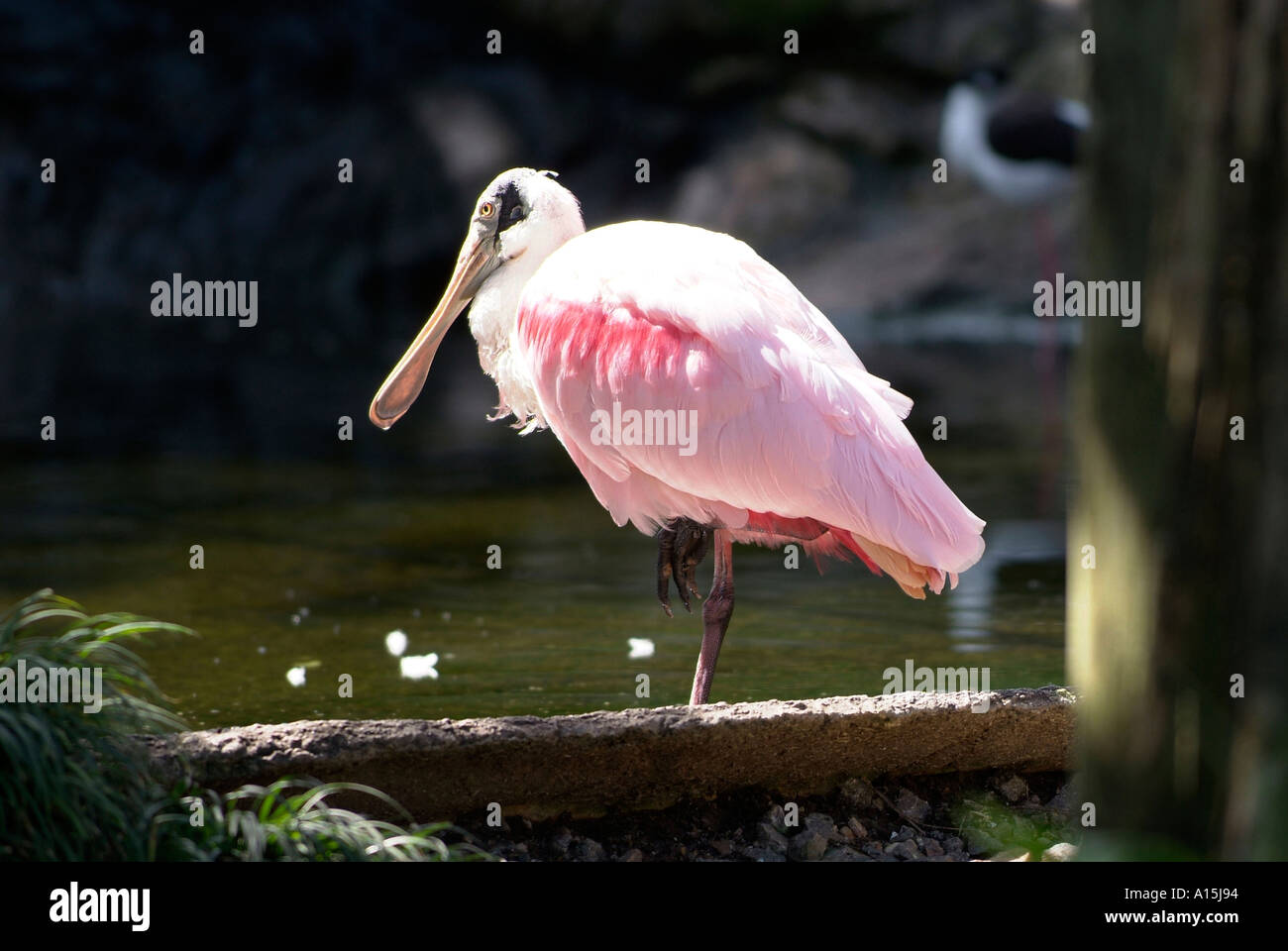 Roseate Spoonbill Florida Bird Stock Photo - Alamy