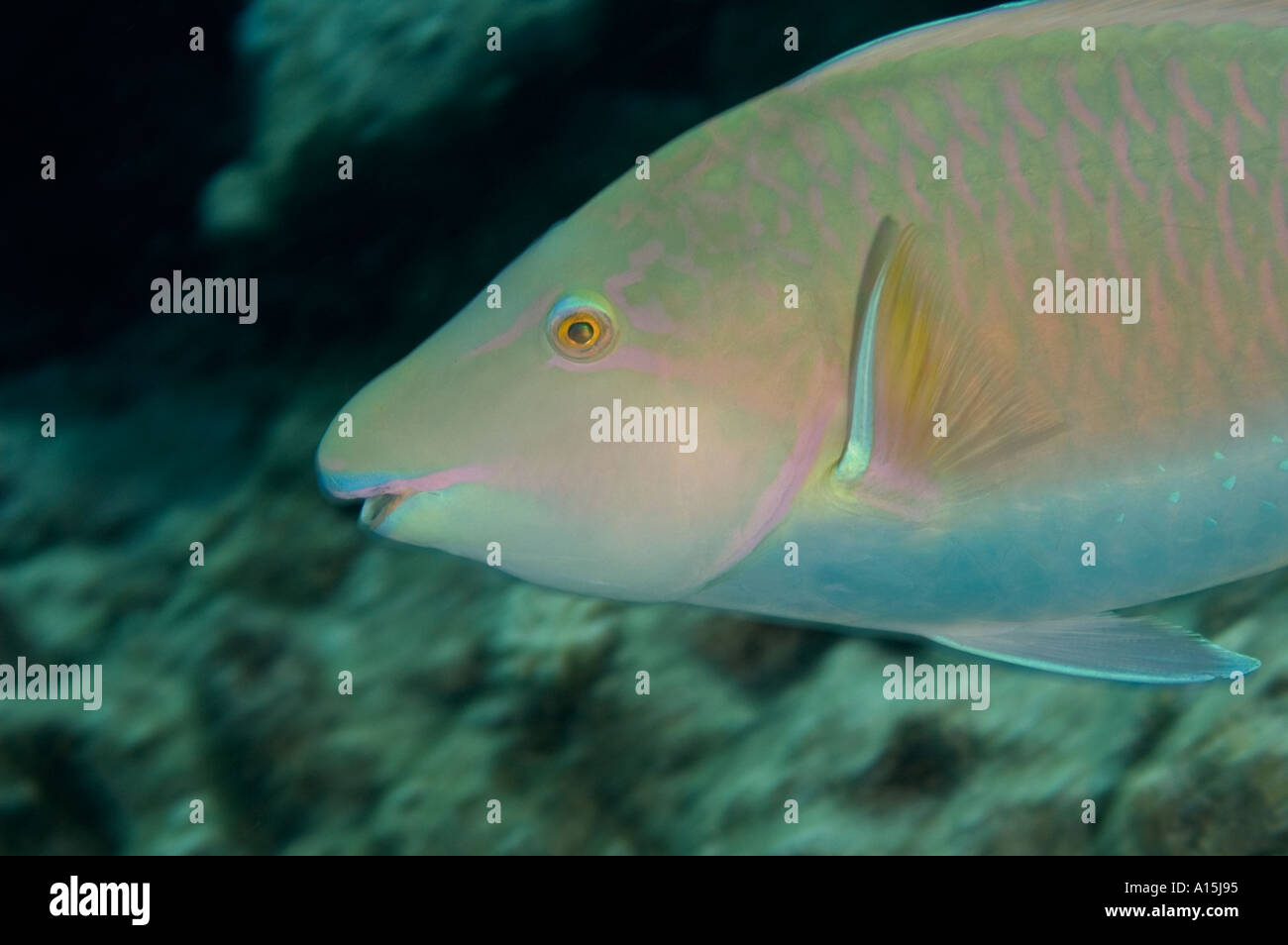 Parrotfish eating hi-res stock photography and images - Alamy