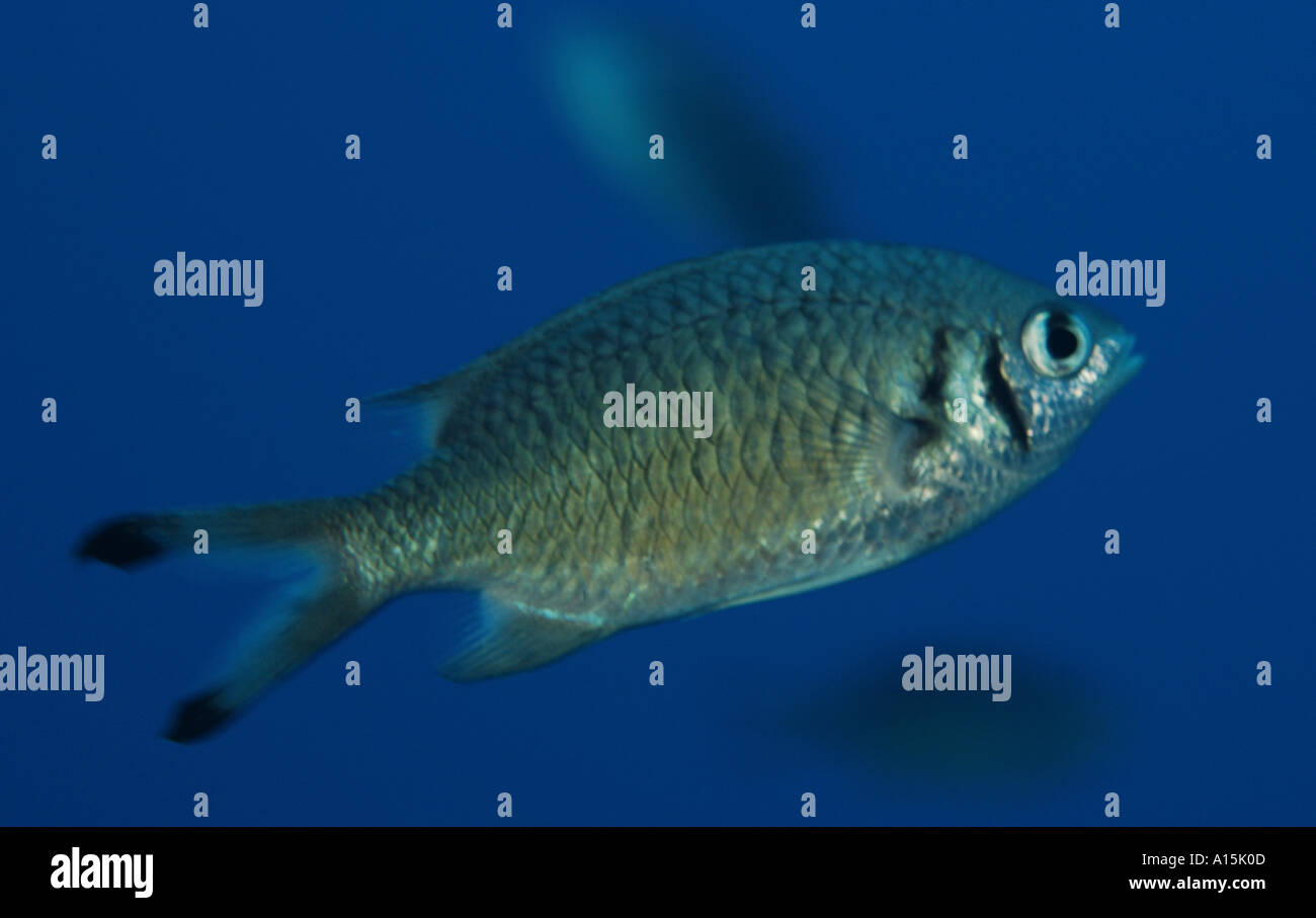 Gerres oyena hi-res stock photography and images - Alamy