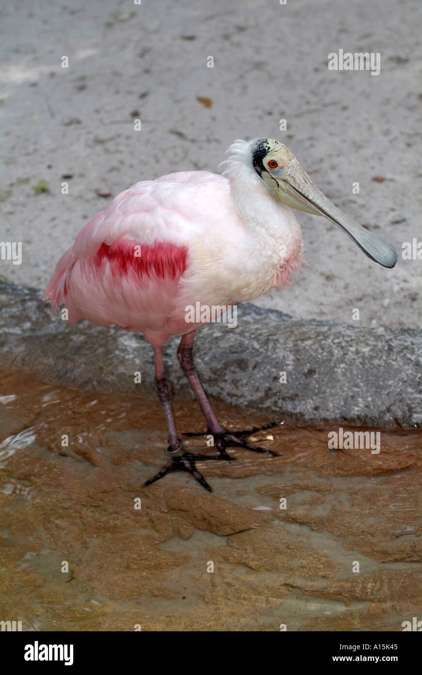 Roseate Spoonbill Florida Bird Stock Photo - Alamy