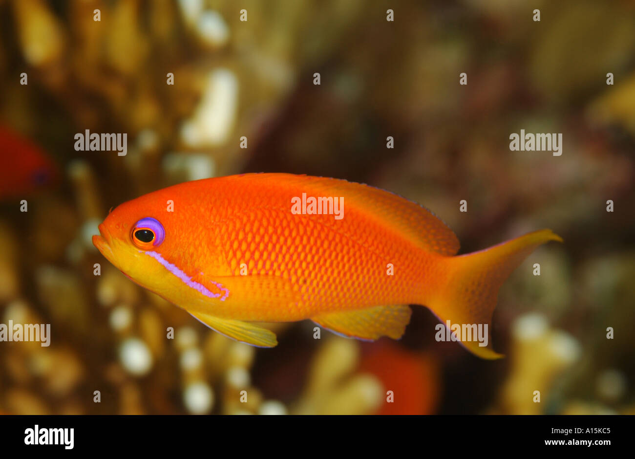 Golden anthias hi-res stock photography and images - Alamy