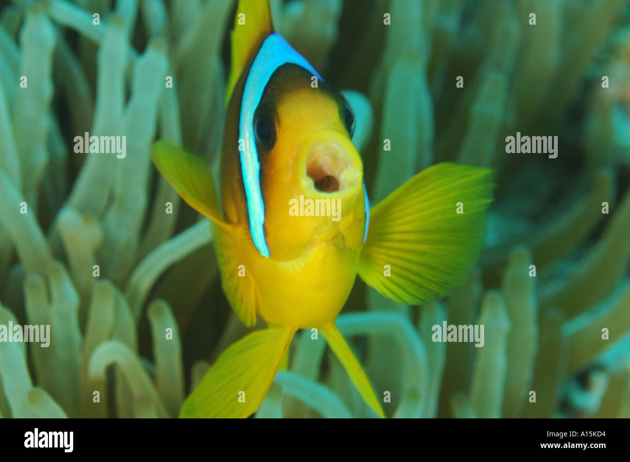 Pouting fish hi-res stock photography and images - Alamy