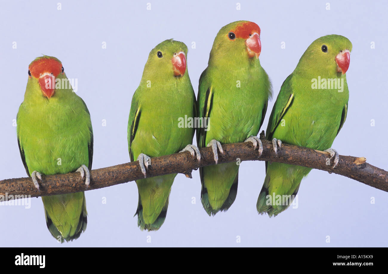 Abyssinian lovebirds hi-res stock photography and images - Alamy