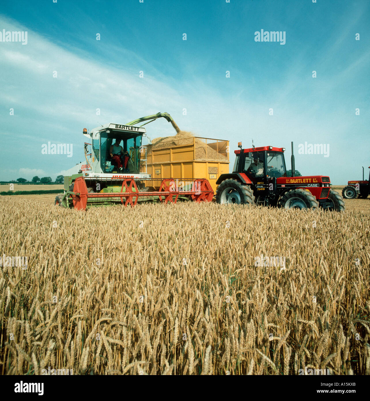 Claas Jaguar forager harvesting whole crop wheat in ripe ear Stock ...
