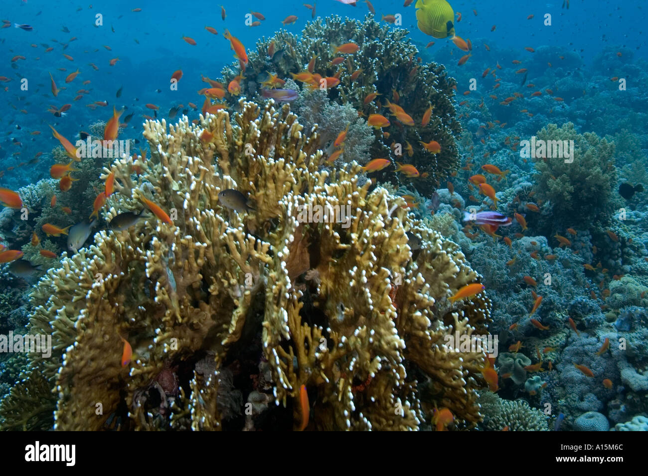 Firecoral millepora dichotoma Stock Photo - Alamy
