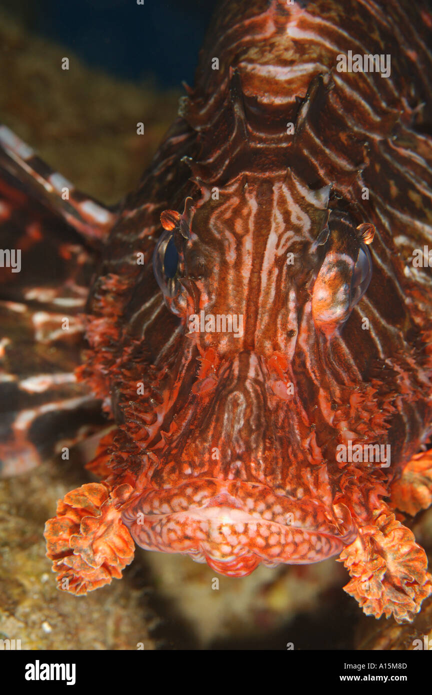 Common Lionfish pterois volitans Stock Photo - Alamy