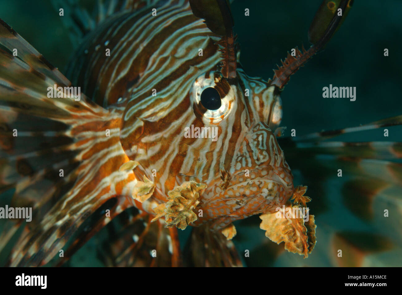 Common Lionfish pterois volitans Stock Photo - Alamy