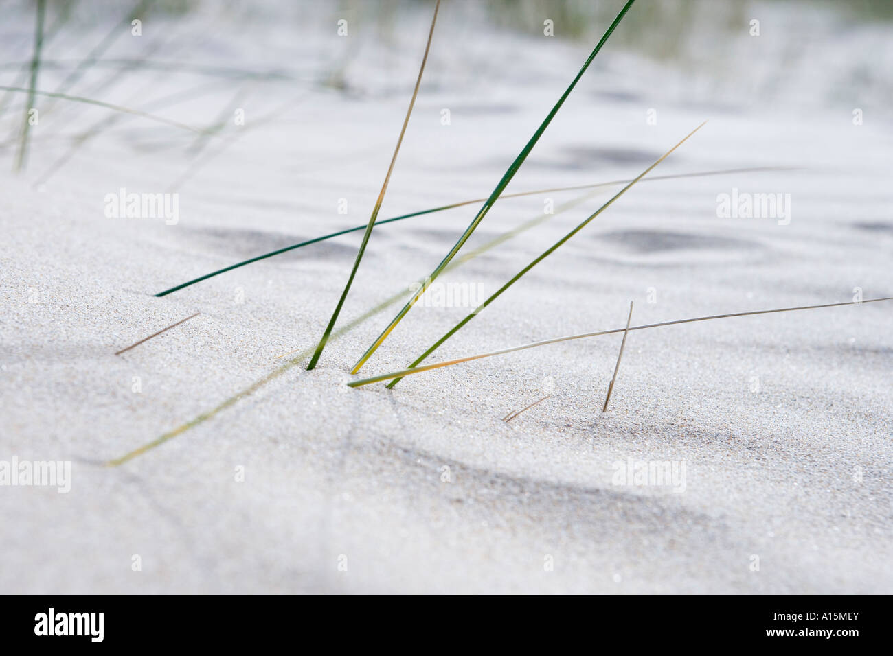 Blades of grass in sand close up Freshwater West beach Pembrokeshire ...