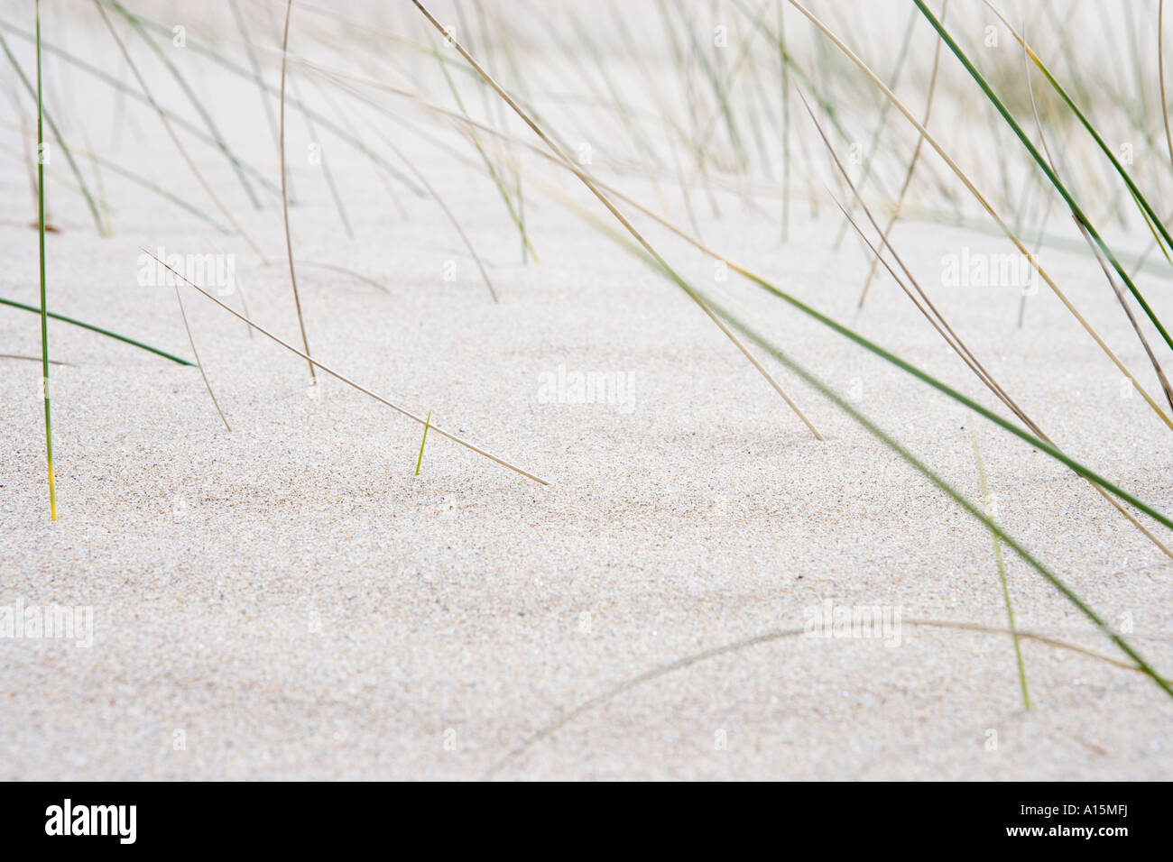 Blades of grass in sand close up Freshwater West beach Pembrokeshire ...