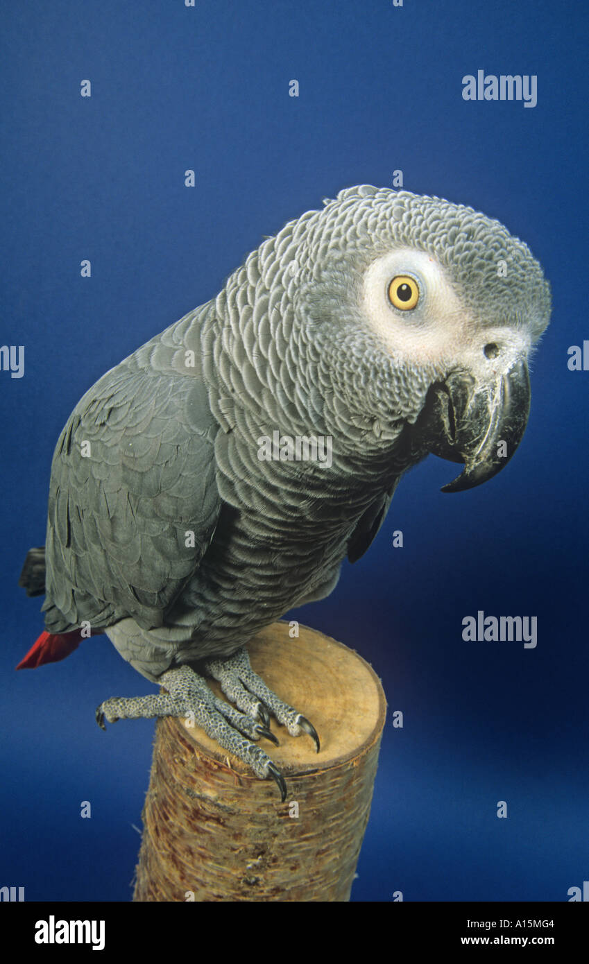 African grey parrot ghana hi-res stock photography and images - Alamy
