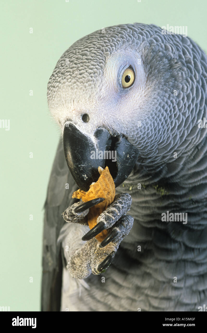 African grey parrot ghana hi-res stock photography and images - Alamy