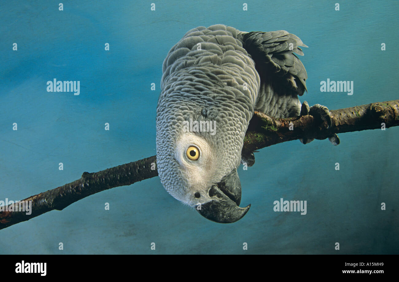 African grey parrot ghana hi-res stock photography and images - Alamy