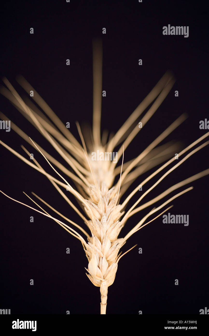 Wheat close up Stock Photo - Alamy