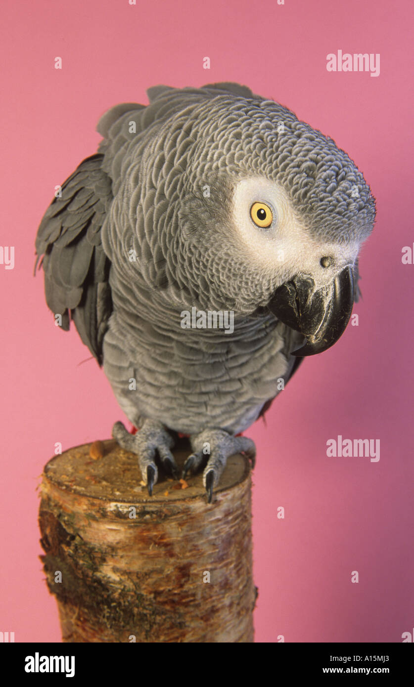 African grey parrot ghana hi-res stock photography and images - Alamy