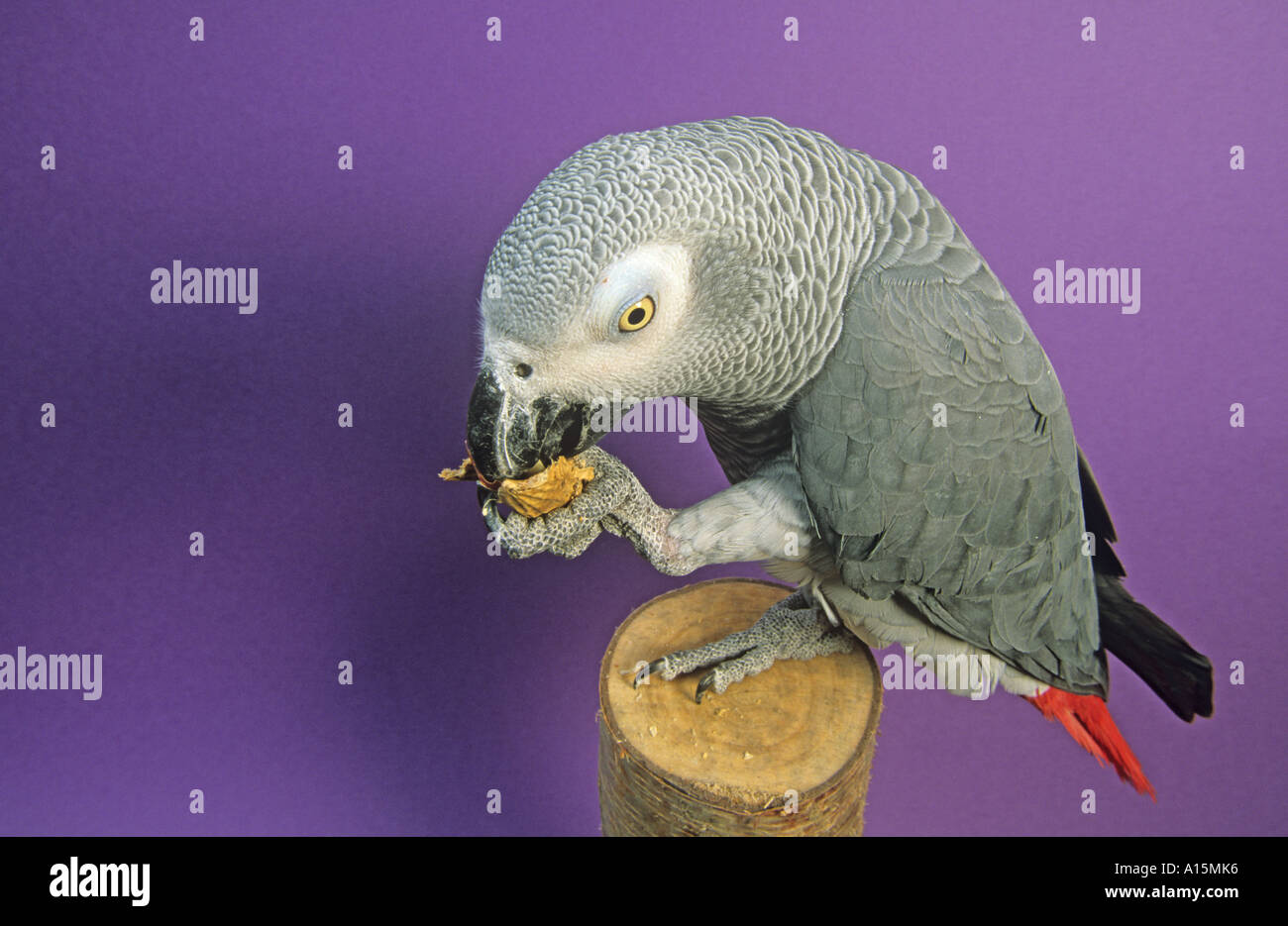 Psittacus e erithacus hi-res stock photography and images - Alamy