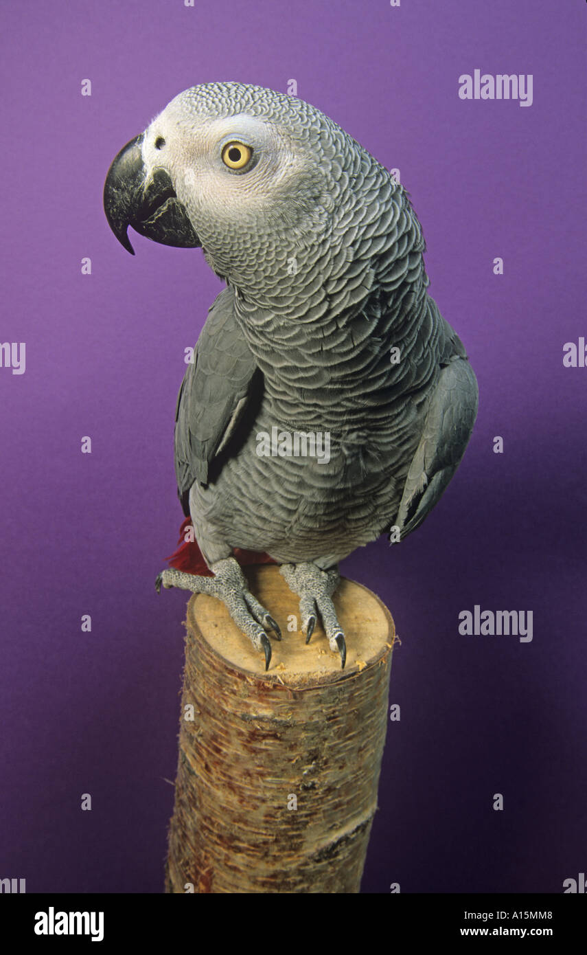 African grey parrot ghana hi-res stock photography and images - Alamy