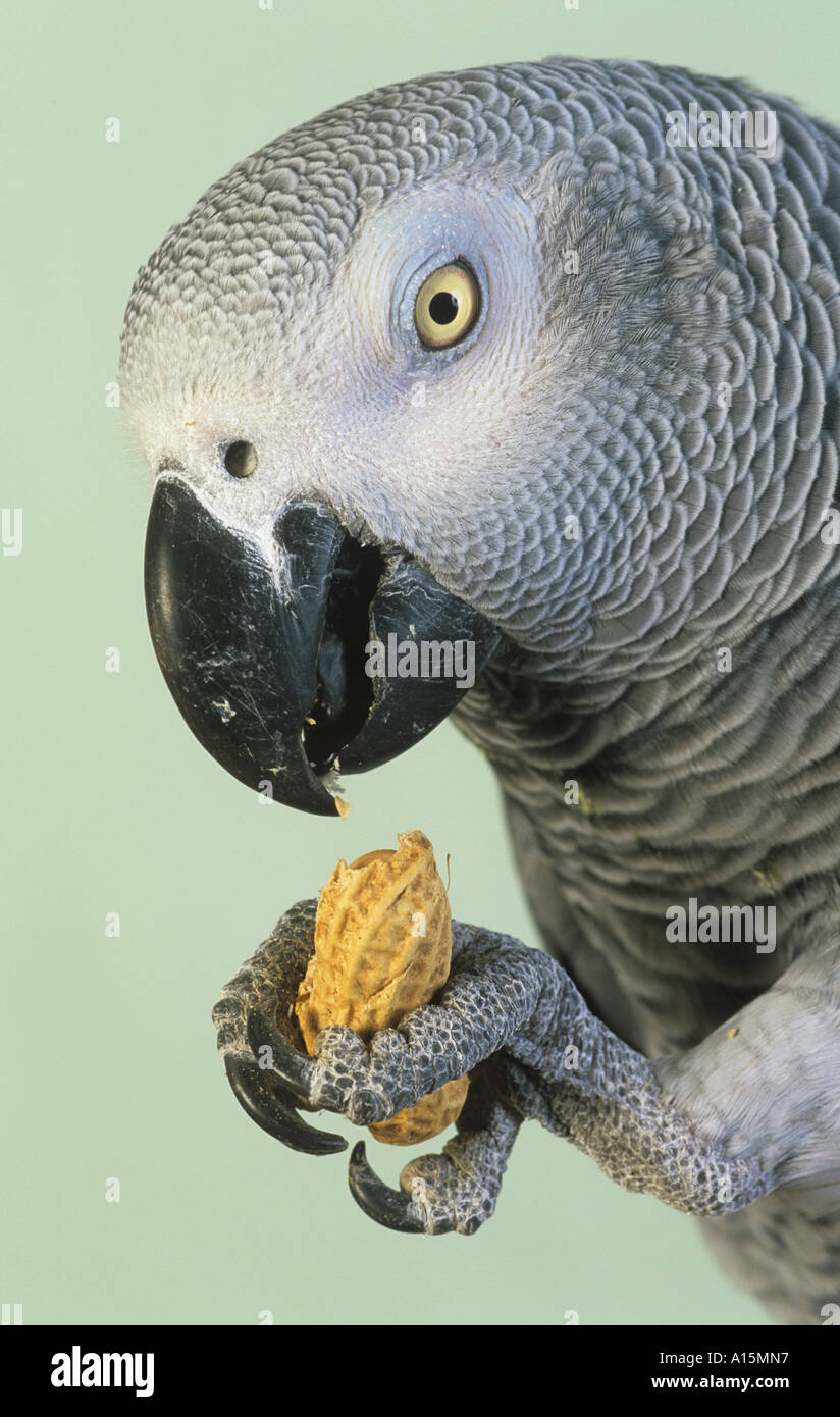 African grey parrot ghana hi-res stock photography and images - Alamy