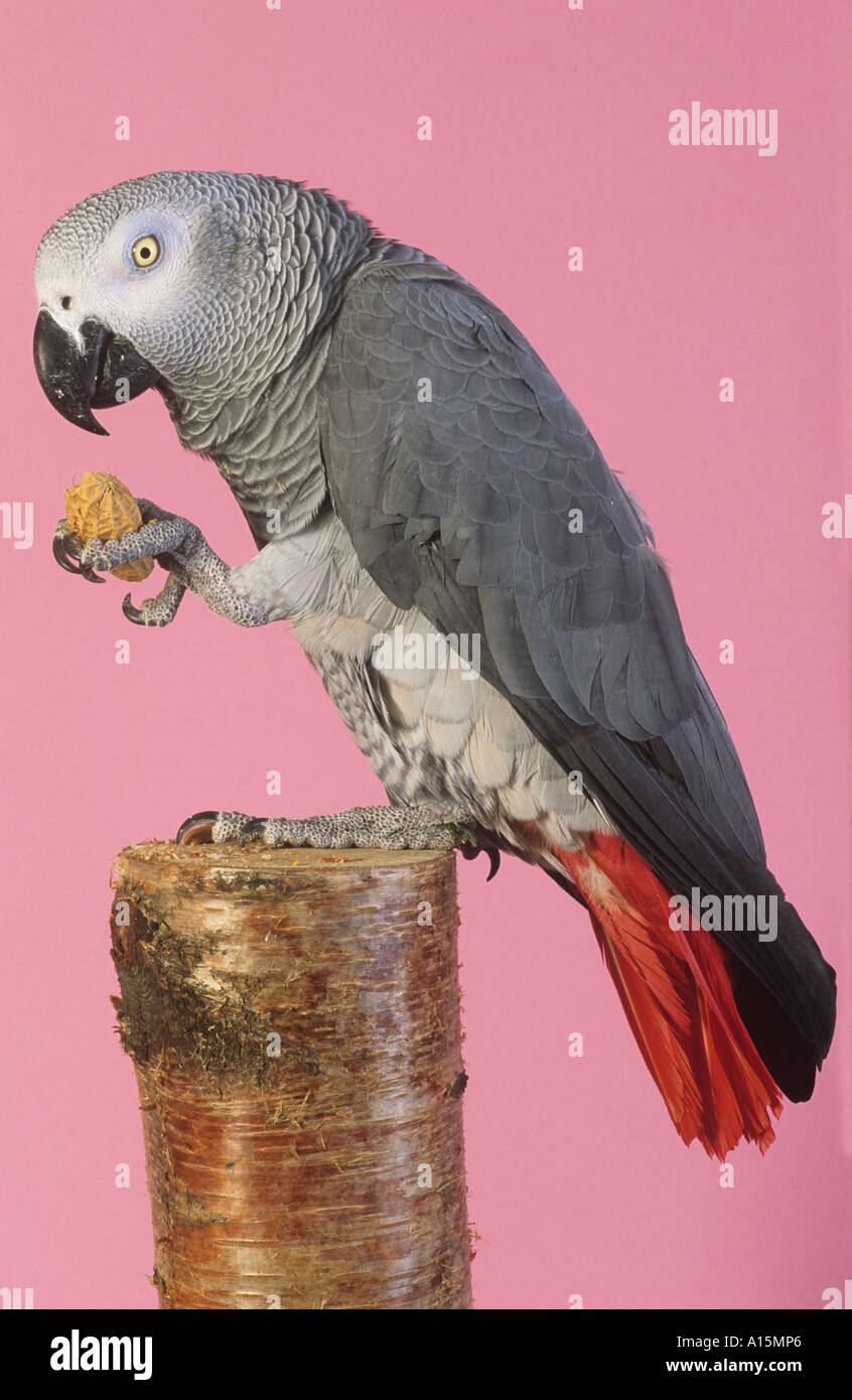 African grey parrot ghana hi-res stock photography and images - Alamy