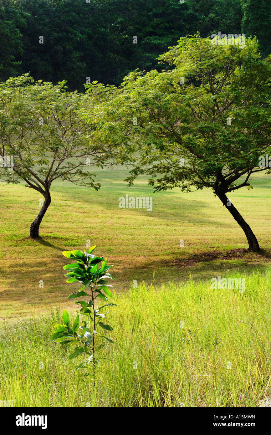 Trees In Field Stock Photo - Alamy