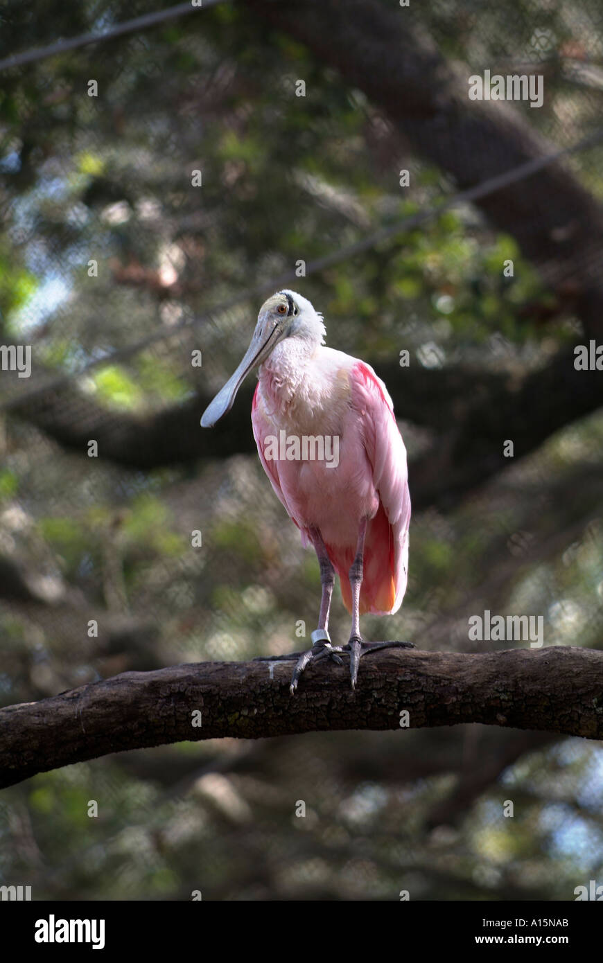 Roseate spoonbill eating hi-res stock photography and images - Alamy