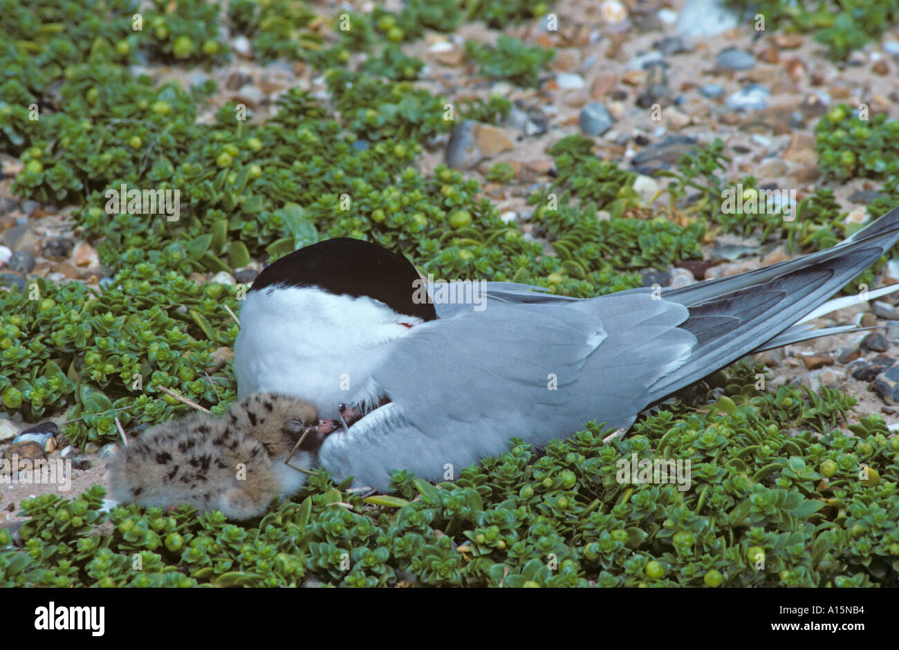 Common Tern Sterna hirunda Nesting Stock Photo - Alamy