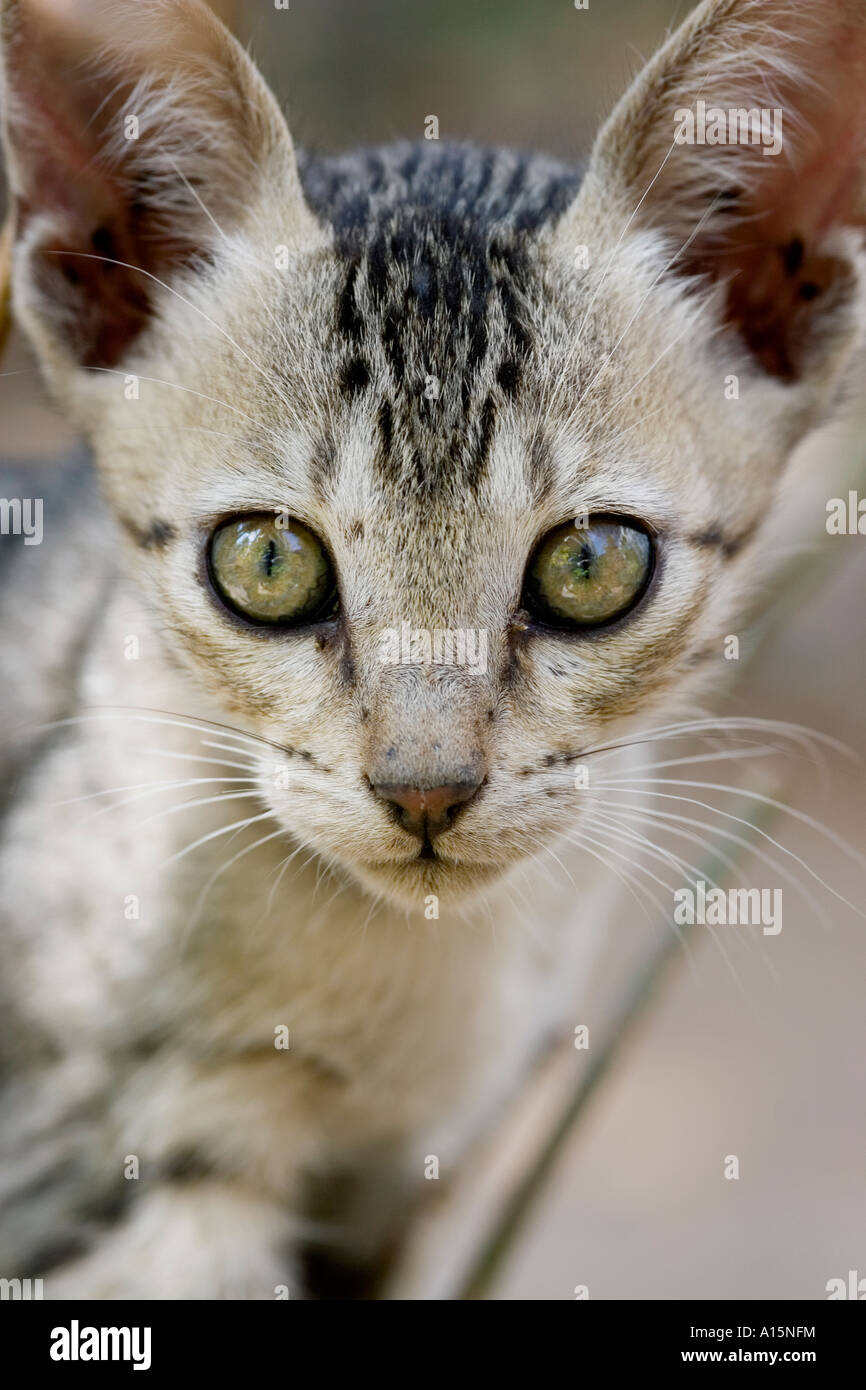 Indian kitten portrait Stock Photo - Alamy