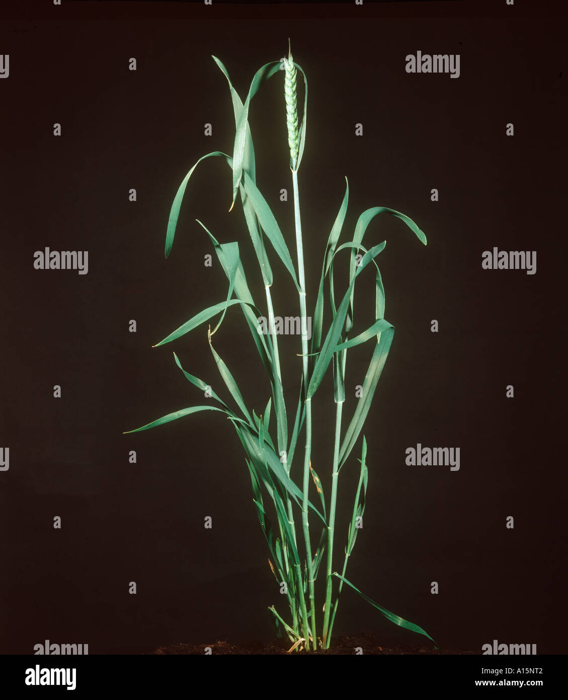 Wheat plant with ear emerging at growth stage 49 55 Stock Photo - Alamy