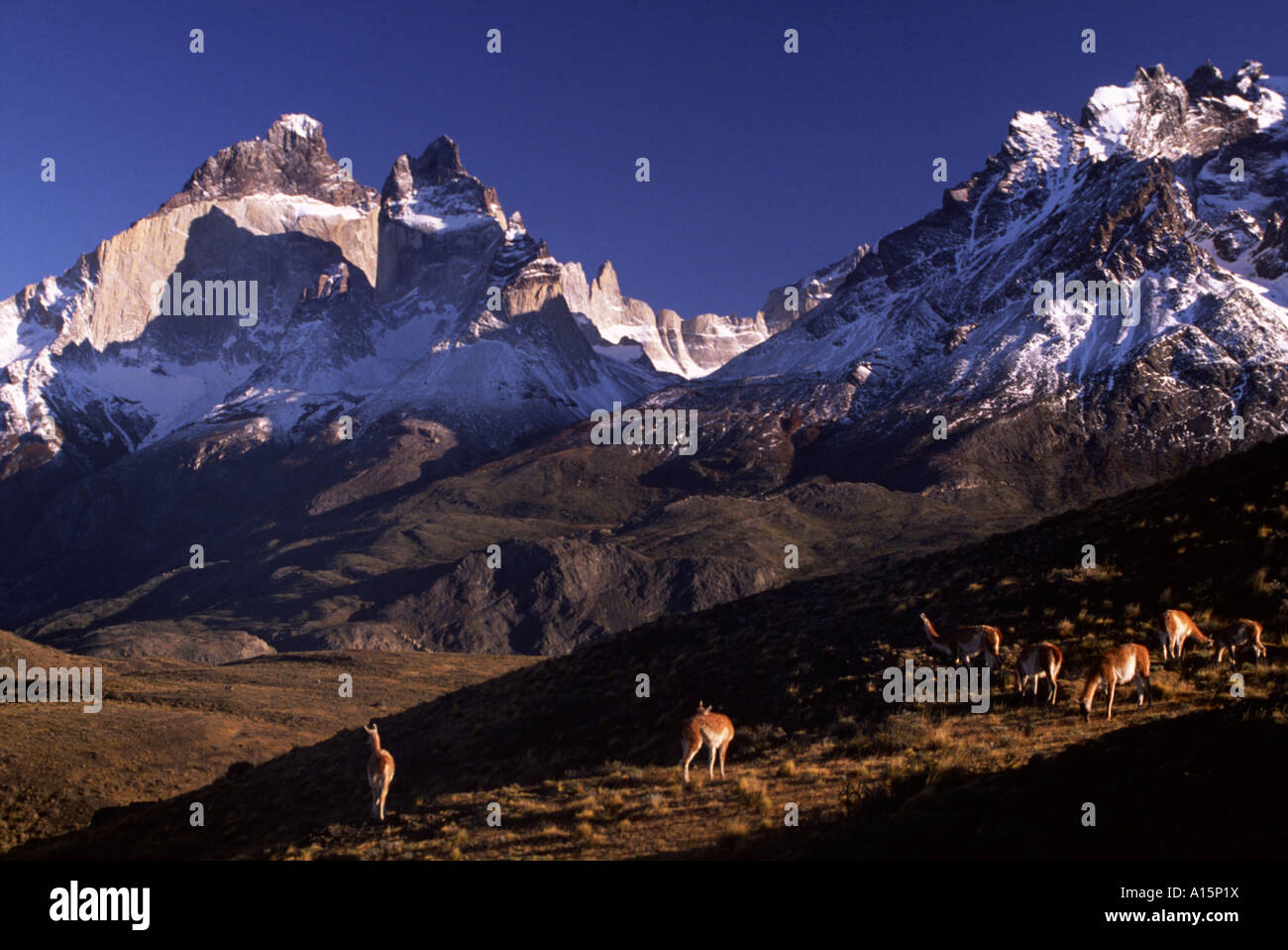 A group of guanacos in front of the cuernos del paine, Chile Stock ...