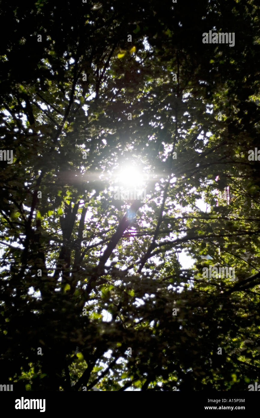 Sun through the trees Stock Photo - Alamy