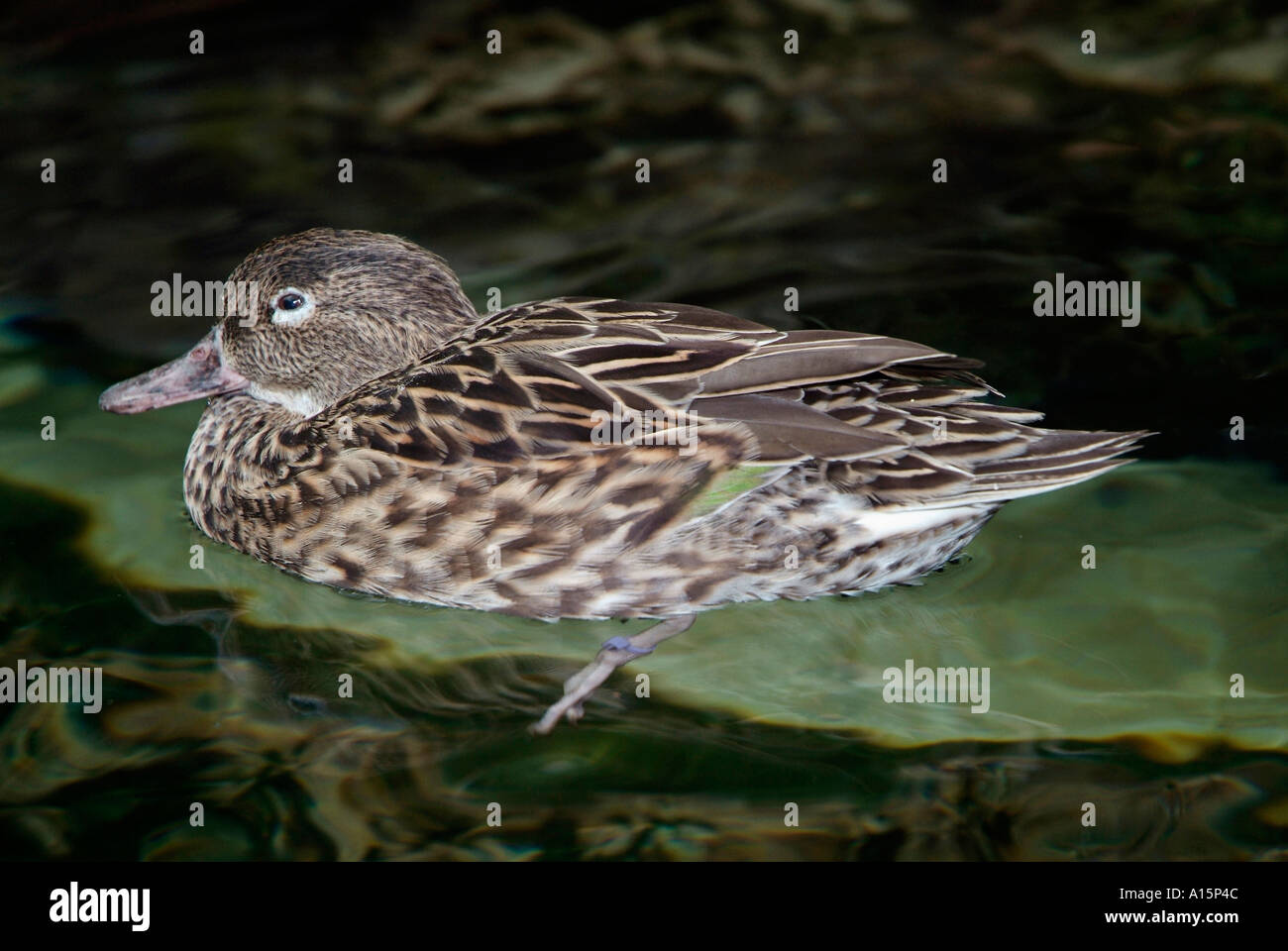 The duck song hi-res stock photography and images - Alamy