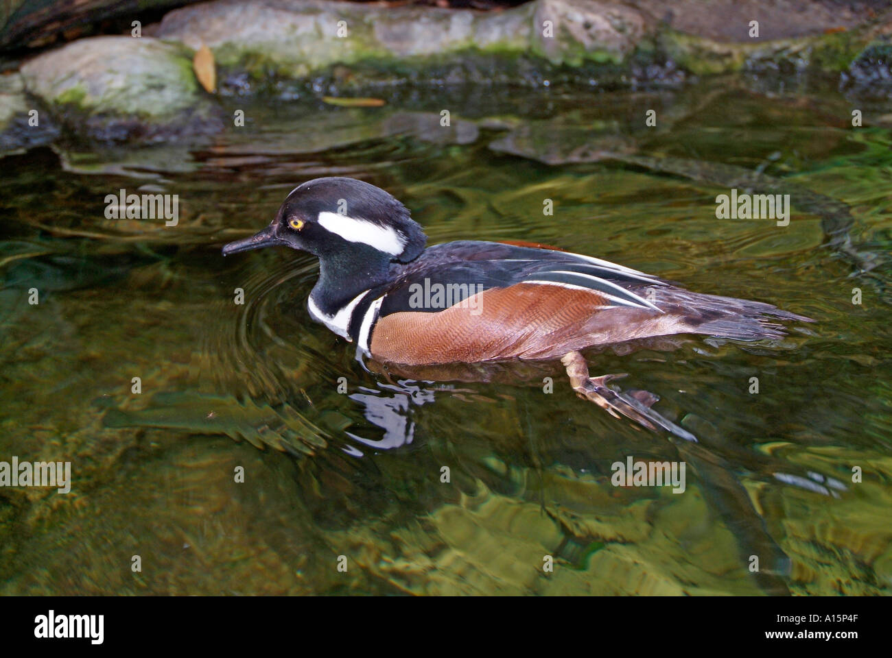 The duck song hi-res stock photography and images - Alamy