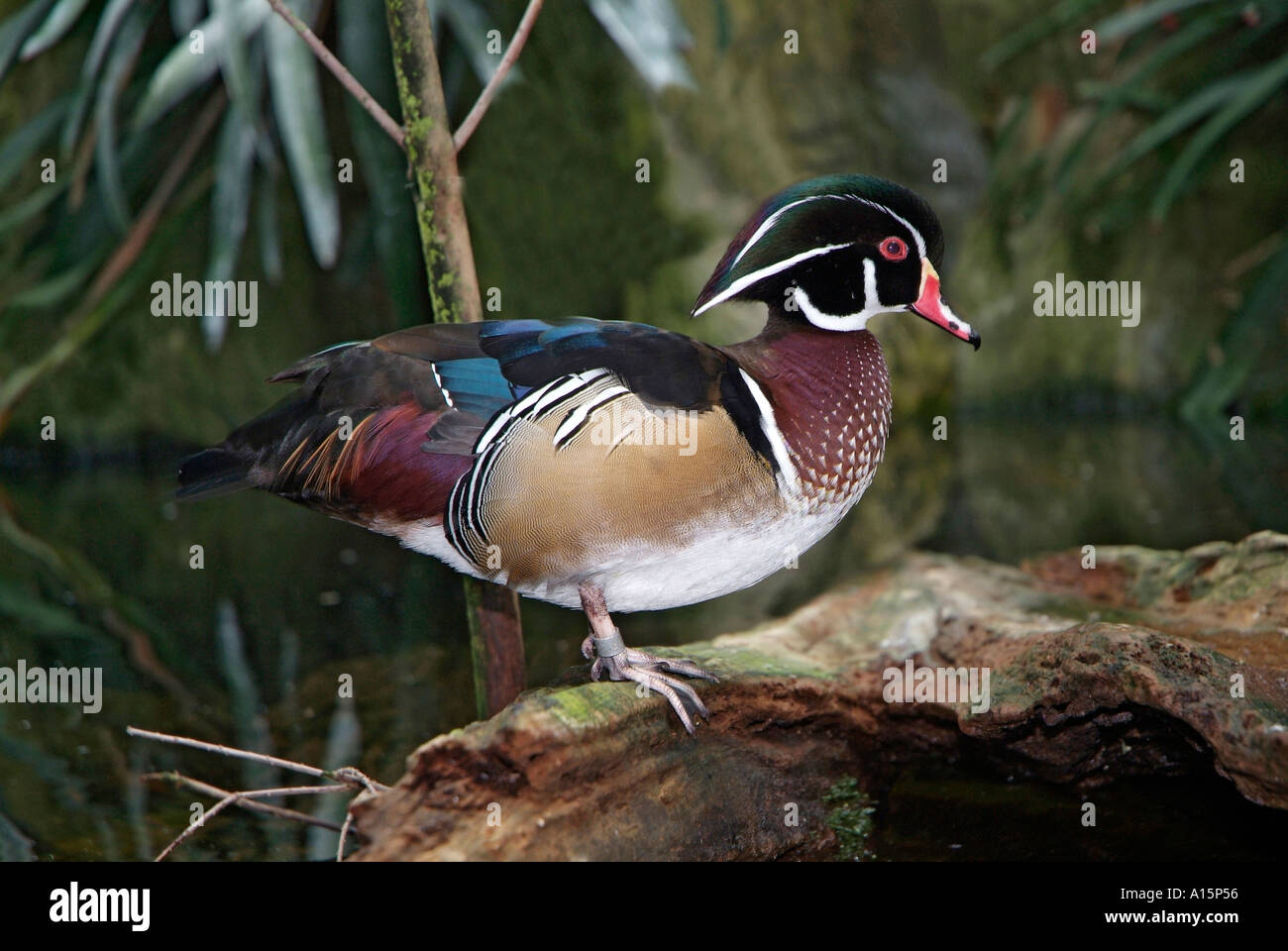 The duck song hi-res stock photography and images - Alamy