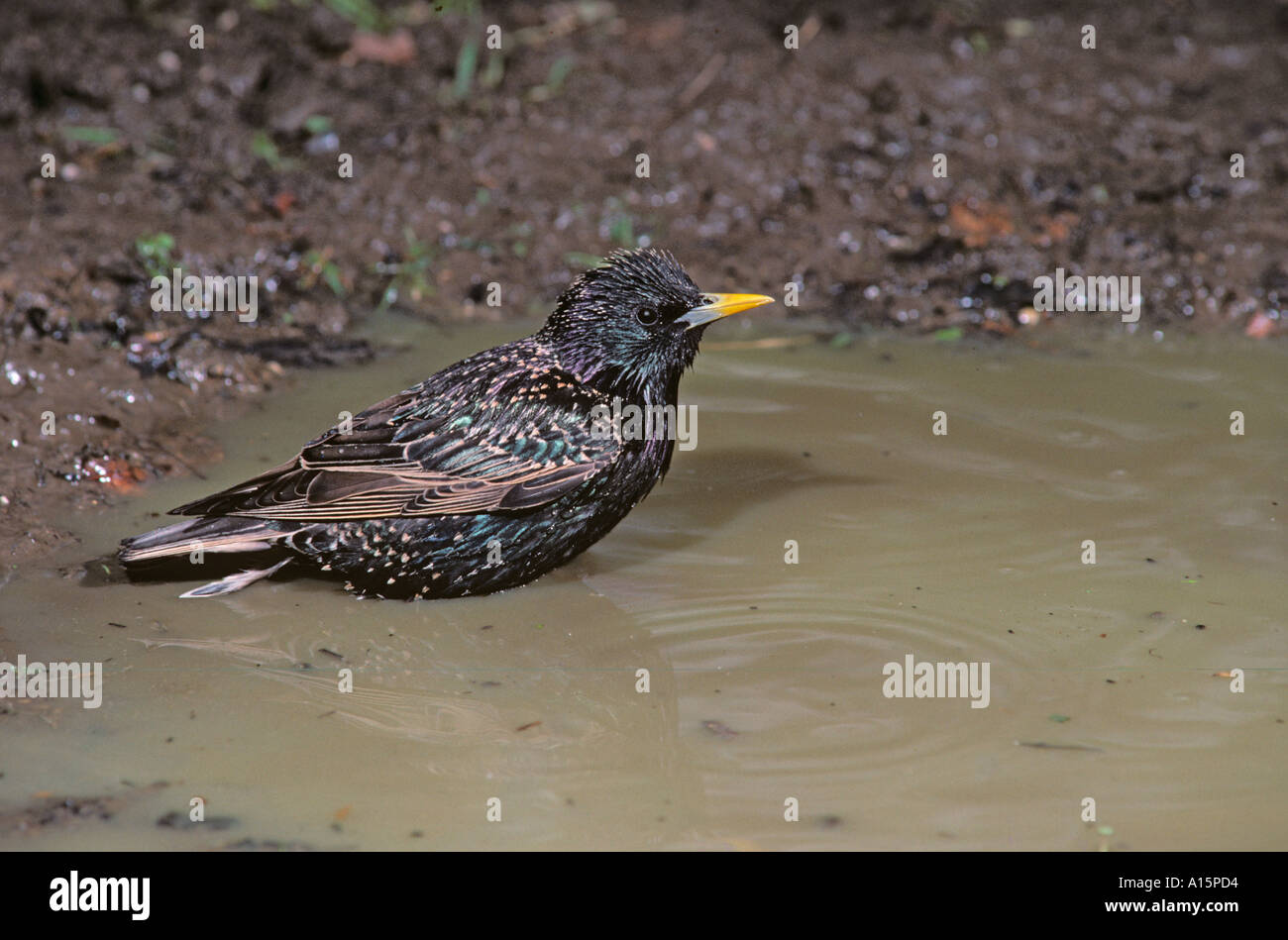 Starlings splashing hi-res stock photography and images - Alamy