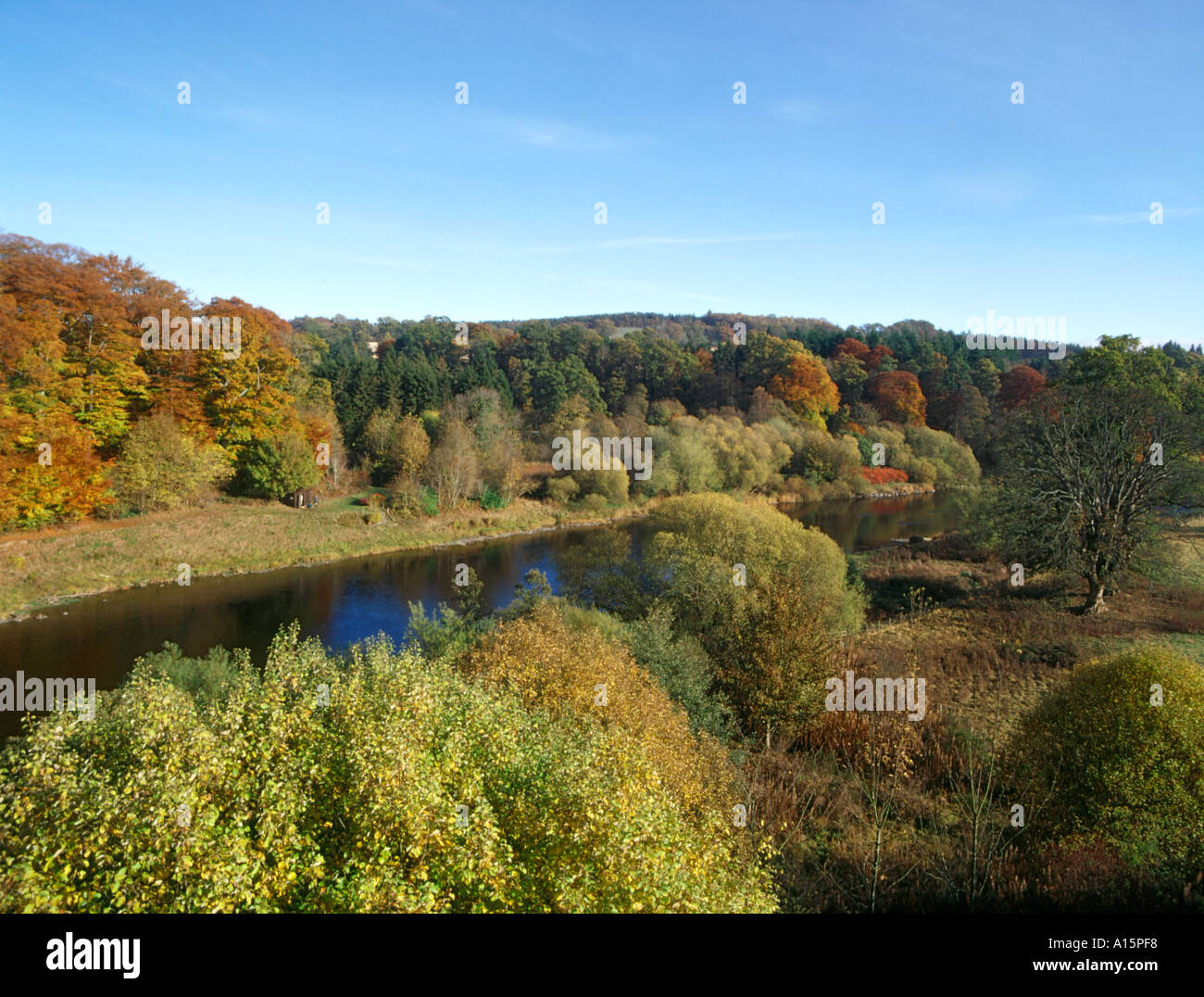 dh RIVER TWEED BORDERS Autumnal golden brown trees river bank Stock ...
