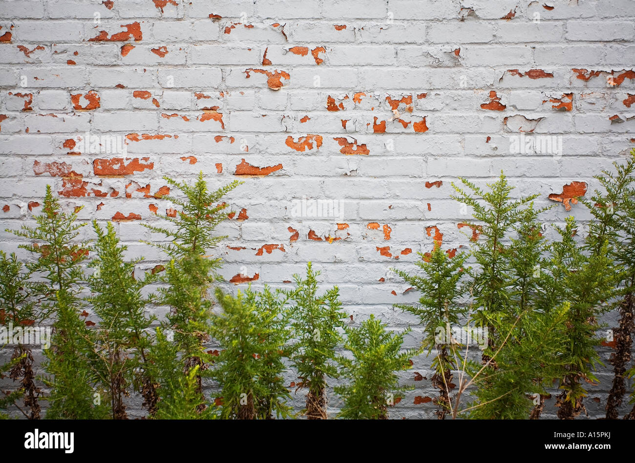 weeds in front of brick wall Stock Photo - Alamy
