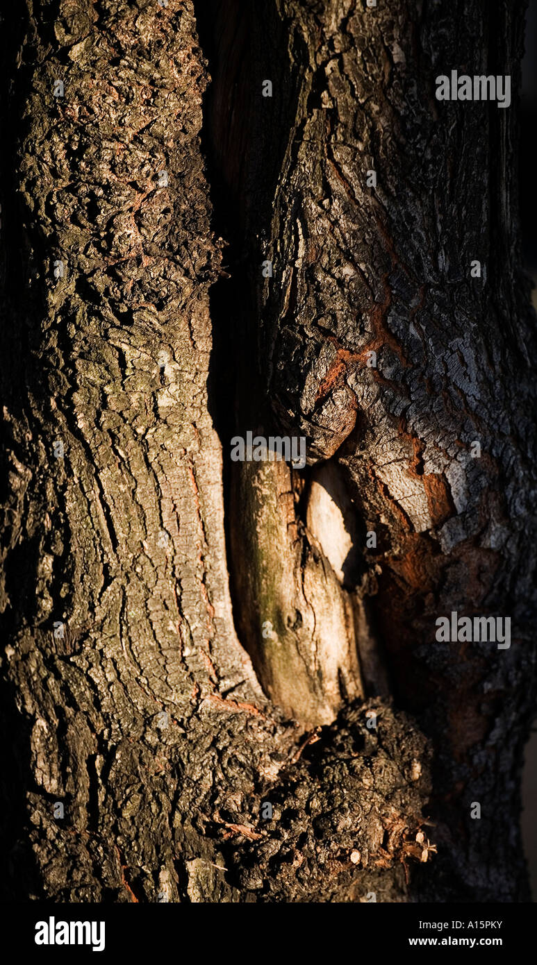 Worn tree hi-res stock photography and images - Alamy